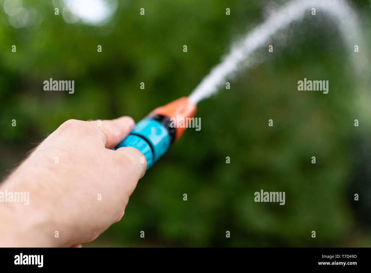 The stream of water from the garden hose splashes onto the green shrubs ...