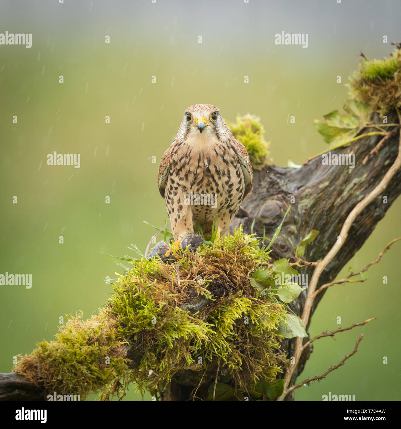 Female kestrel feathers hi-res stock photography and images - Alamy