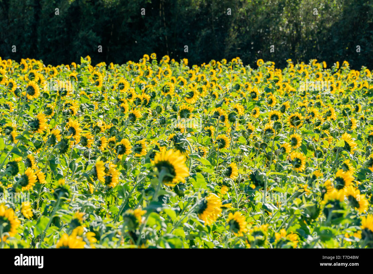 Sunflower swinging under high wind at Taiwan Stock Photo - Alamy