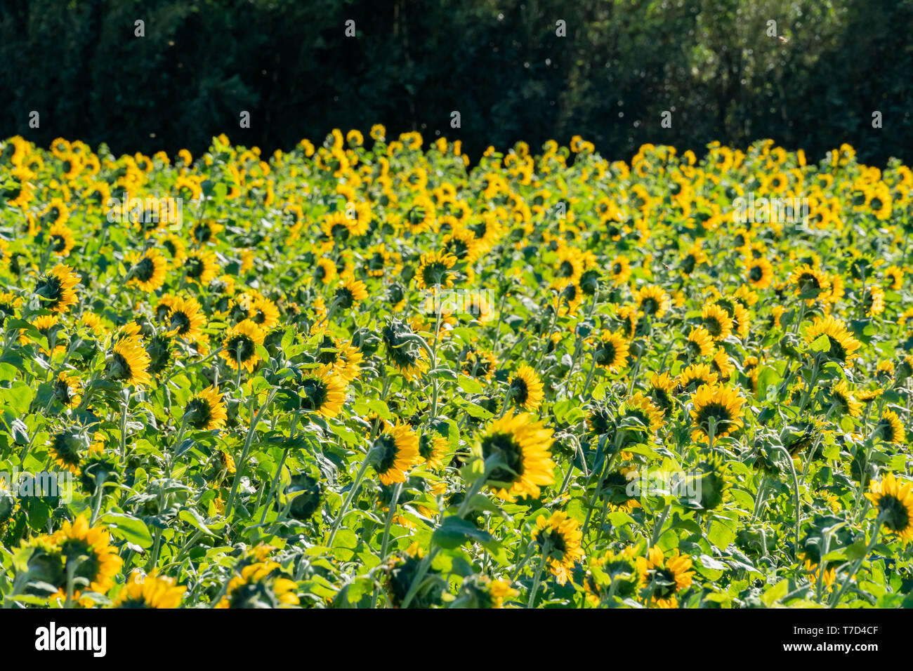Sunflower swinging under high wind at Taiwan Stock Photo - Alamy