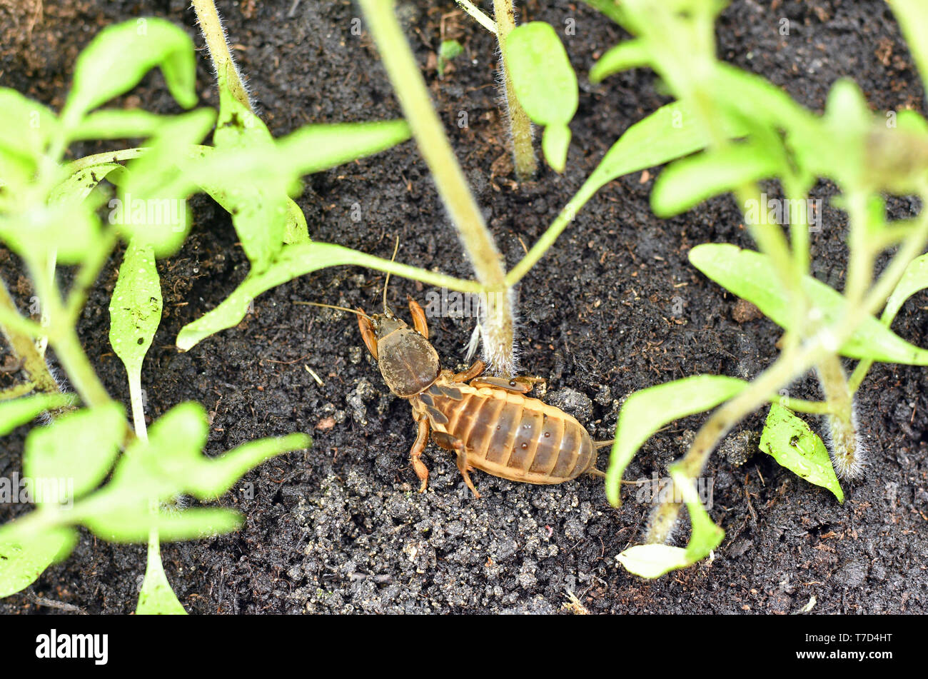 Cricket spring hi-res stock photography and images - Alamy