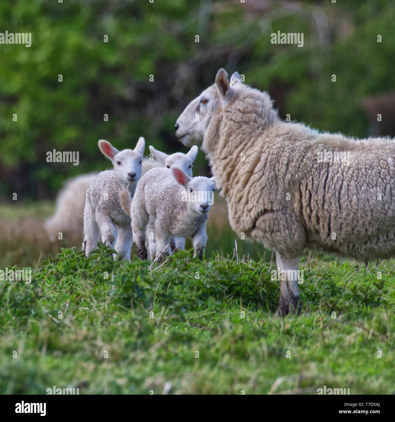 Gamboling lambs hi-res stock photography and images - Alamy