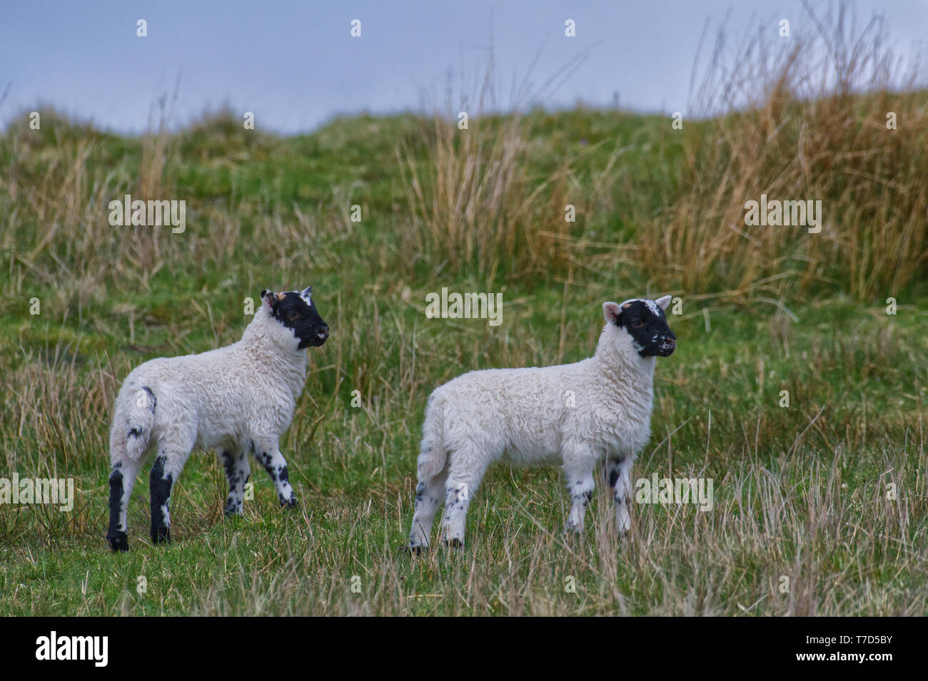 Gamboling lambs hi-res stock photography and images - Alamy