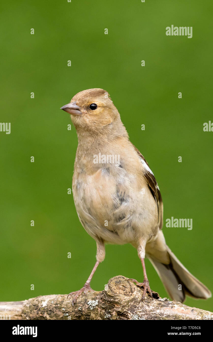 Female Chaffinch Uk High Resolution Stock Photography and Images - Alamy