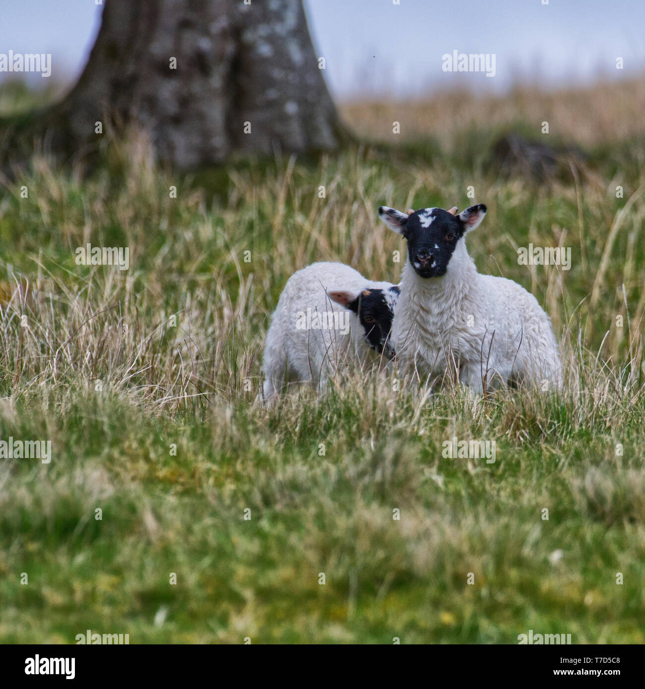 Beautiful spring lambs hi-res stock photography and images - Alamy