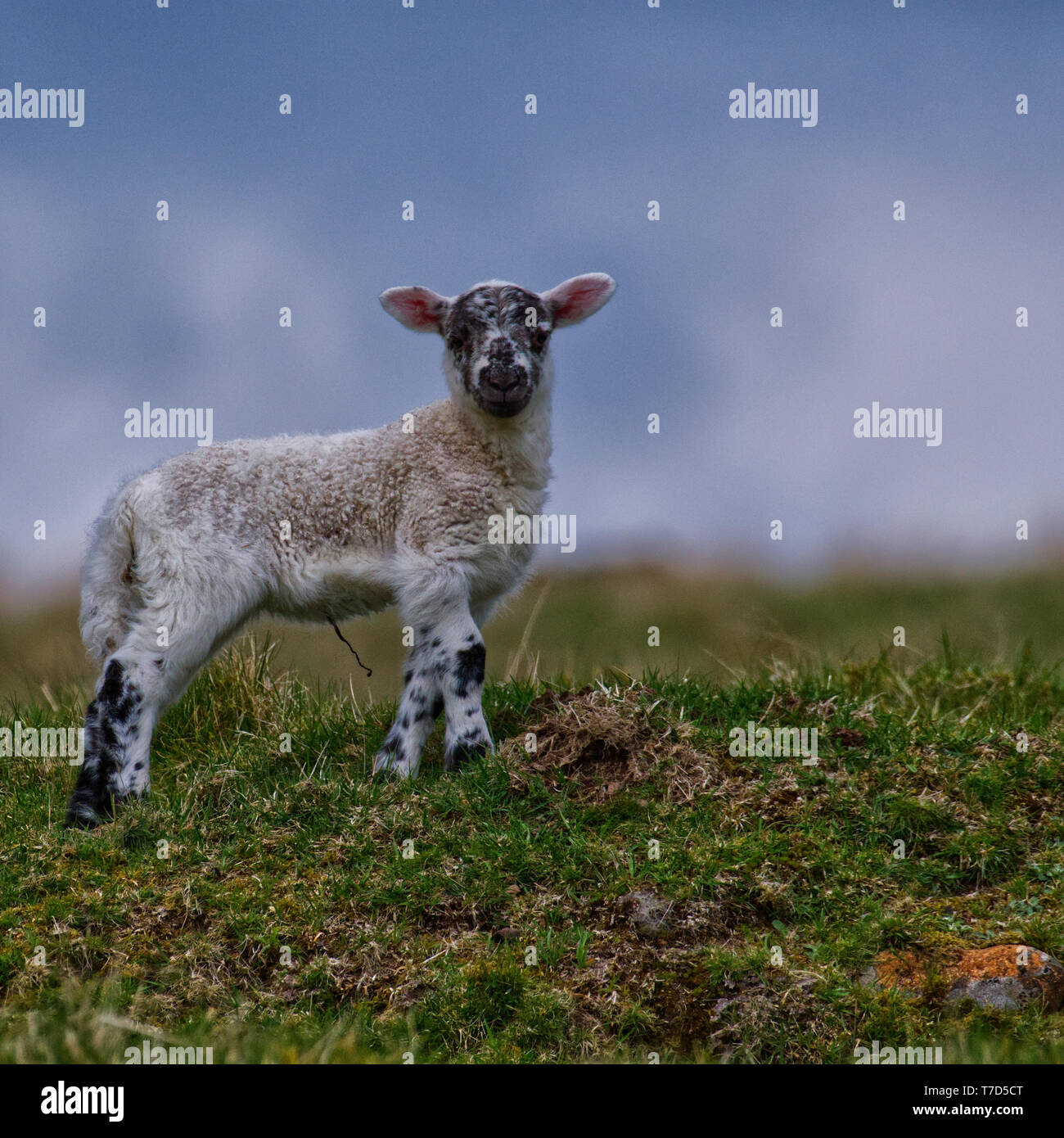 Lambs running front hi-res stock photography and images - Alamy