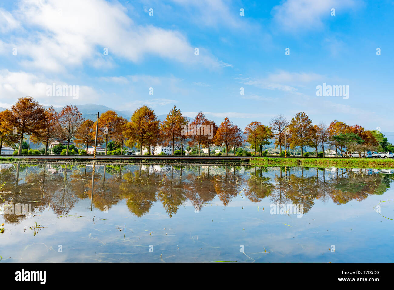 Taxodium distichum in fall color with red, orange leaves and reflection ...