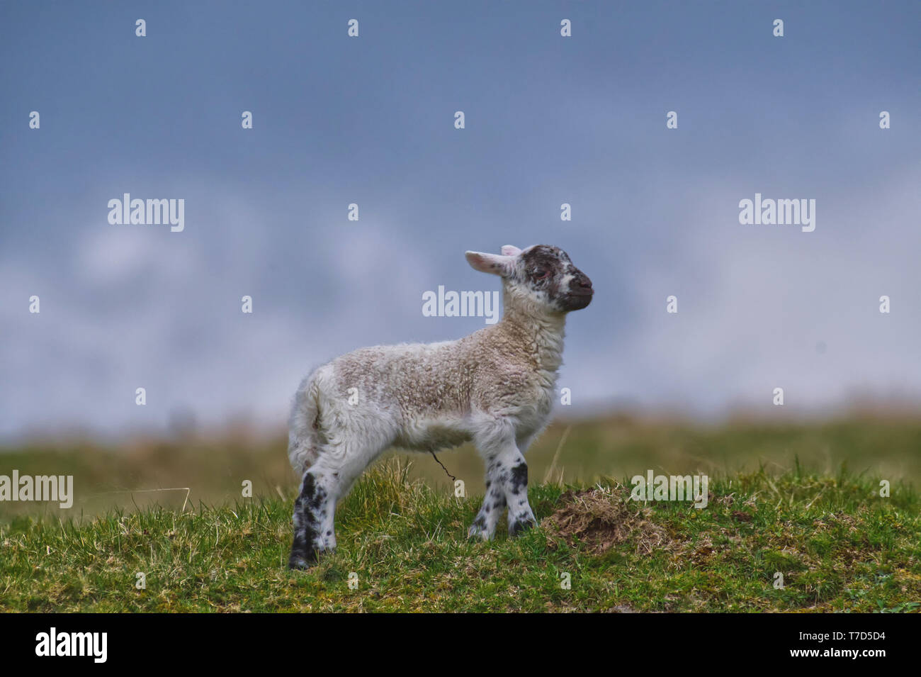 Gamboling lambs hi-res stock photography and images - Alamy