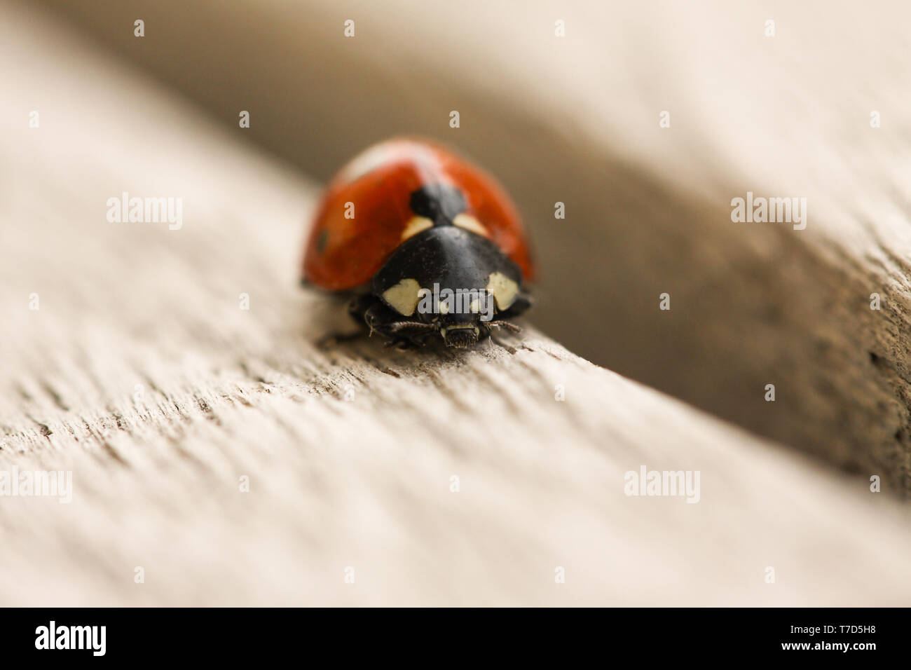 Ladybug crawling on wooden surface. Front view. Macro close up Stock ...