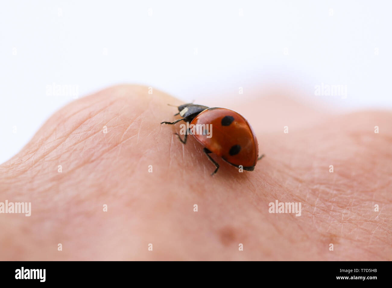 Ladybird close up face hi-res stock photography and images - Alamy