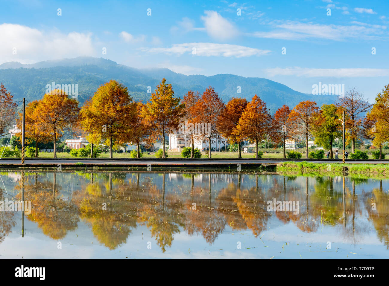 Taxodium distichum in fall color with red, orange leaves and reflection ...