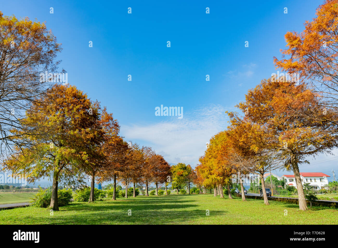Taxodium distichum in fall color with red, orange leaves at Yilan ...