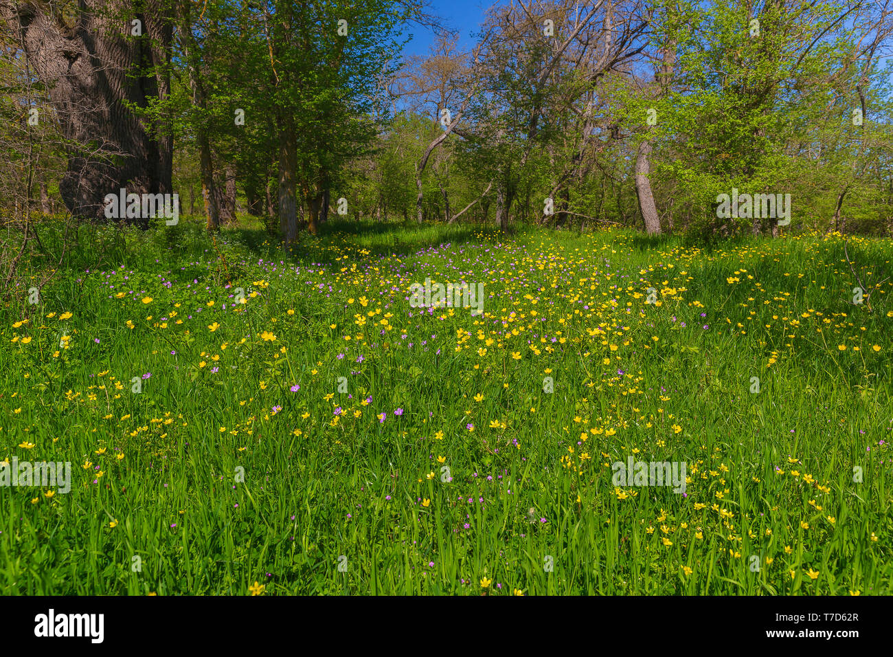 Spring colors in the forest Stock Photo - Alamy