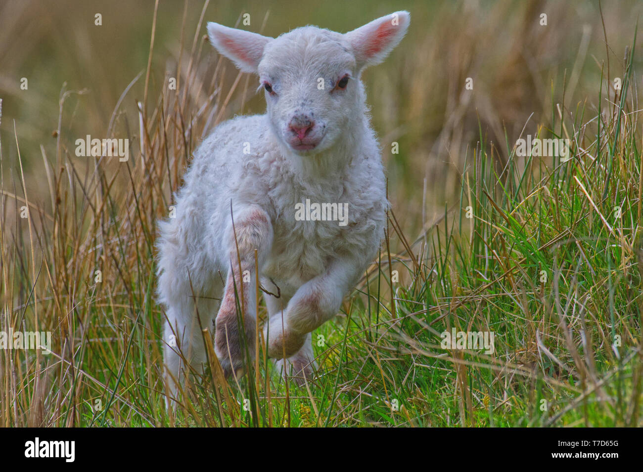 Gamboling lambs hi-res stock photography and images - Alamy