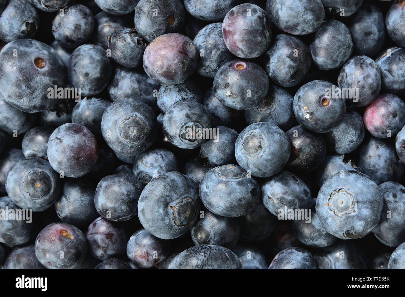 Fresh organic blueberries in close-up. High resolution, modern and ...