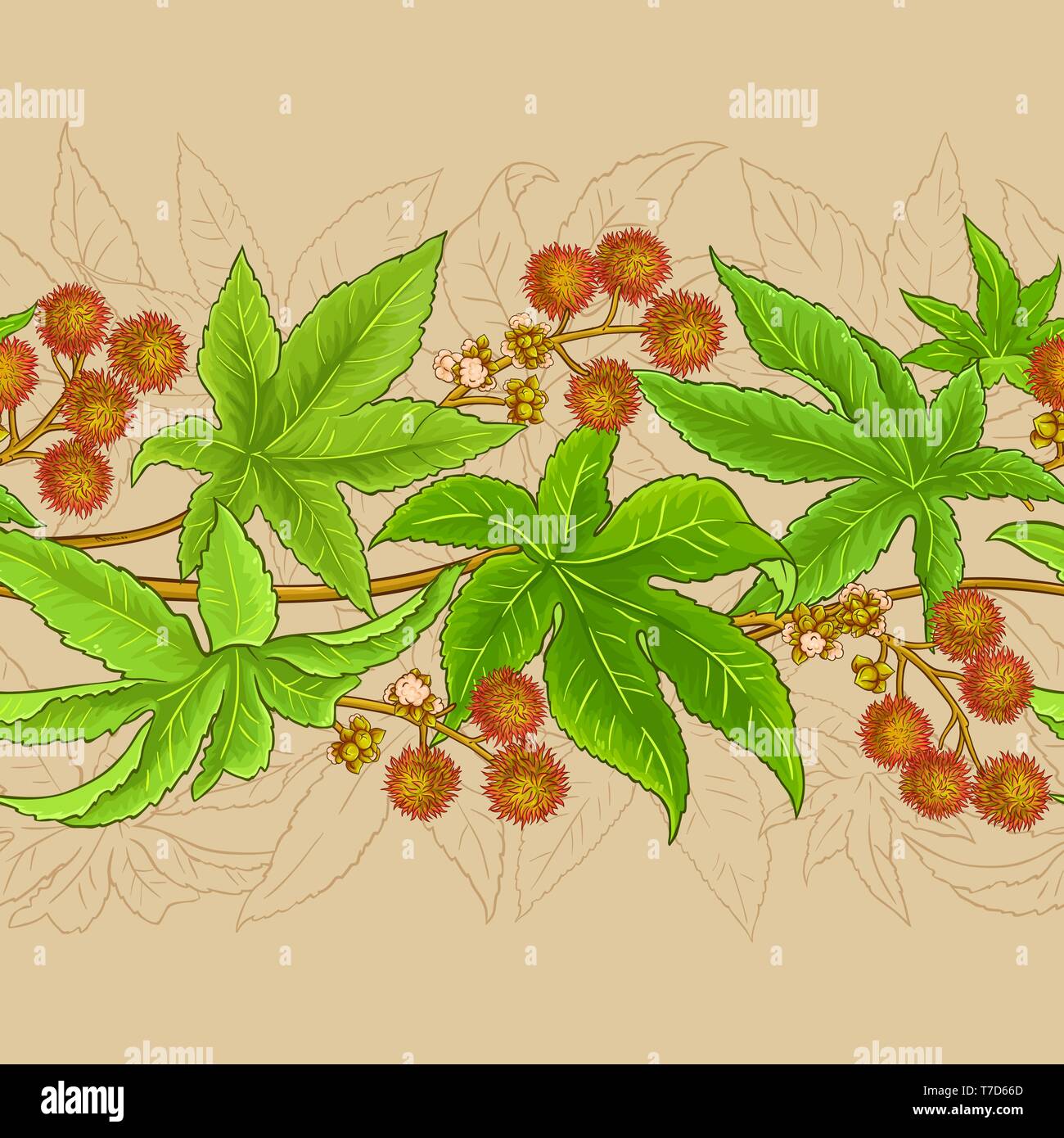 Castor oil seed Stock Vector Images - Alamy