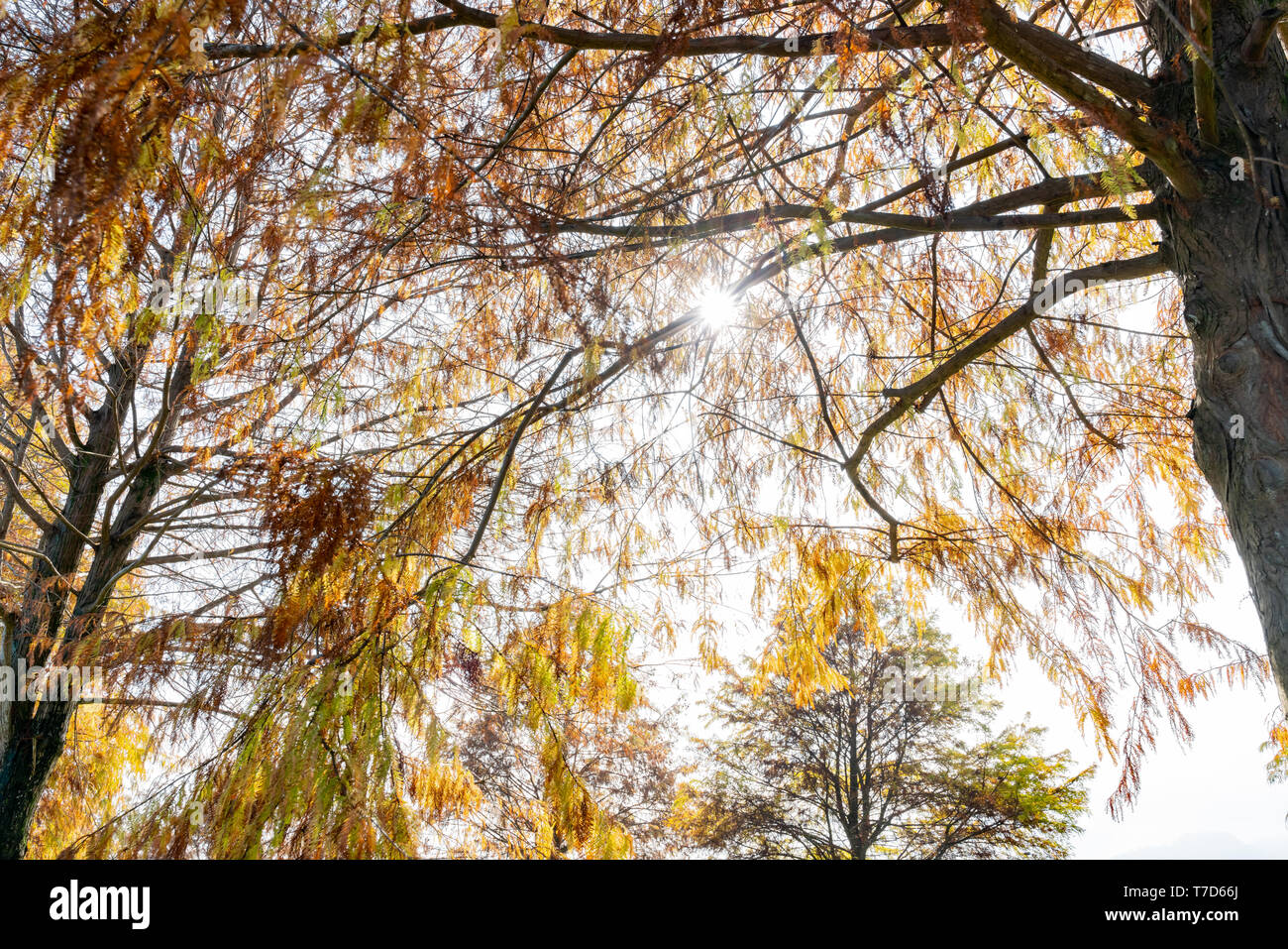 Taxodium distichum in fall color with red, orange leaves at Yilan ...