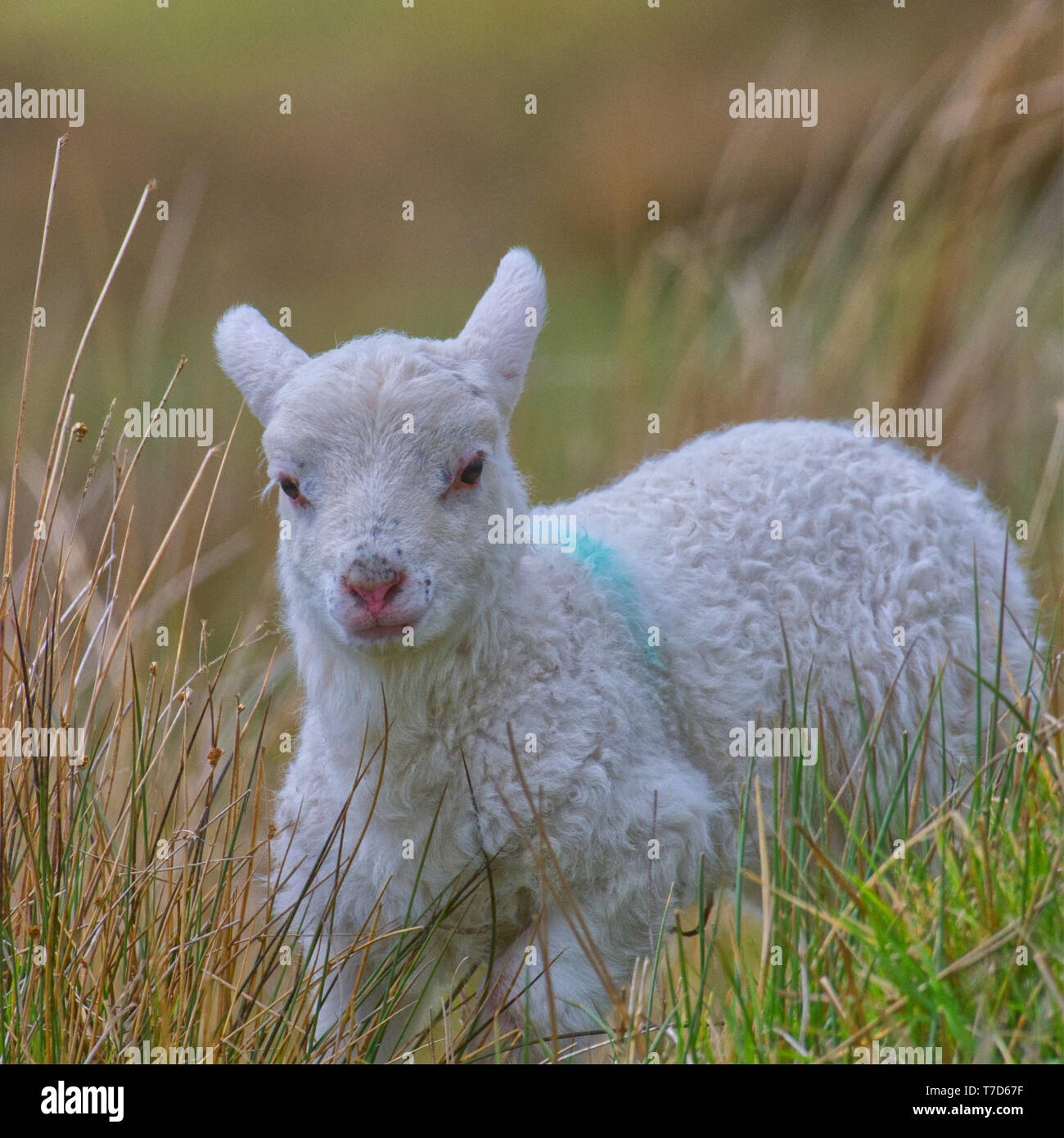 Spring frolic hi-res stock photography and images - Alamy