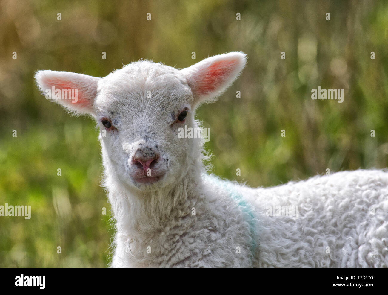 Beautiful Spring Lambs High Resolution Stock Photography and Images - Alamy