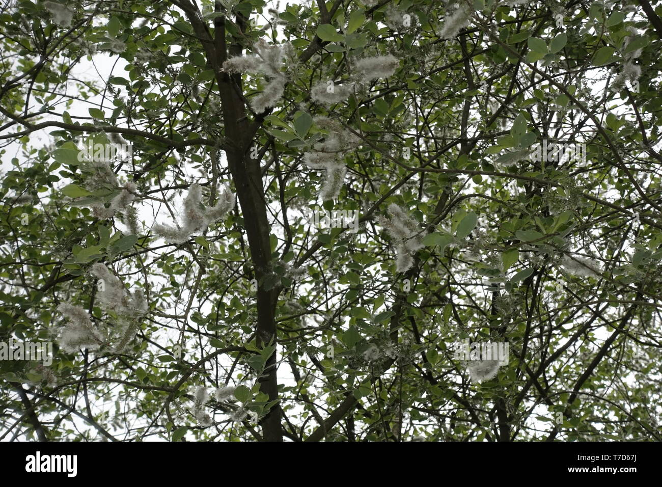 Blossom trees in wind hi-res stock photography and images - Alamy