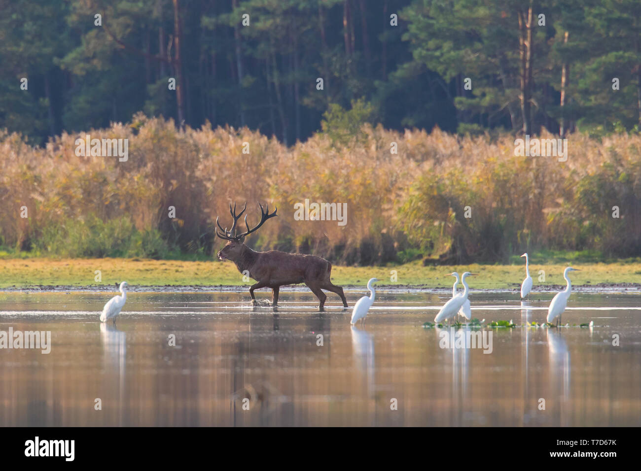 Solitary red deer (Cervus elaphus) stag and great egrets (Ardea alba ...