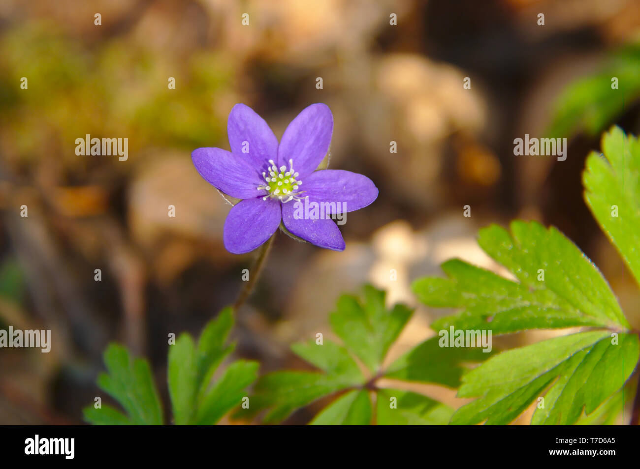 Beautiful blue spring flower growing between fresh green leaves Stock ...