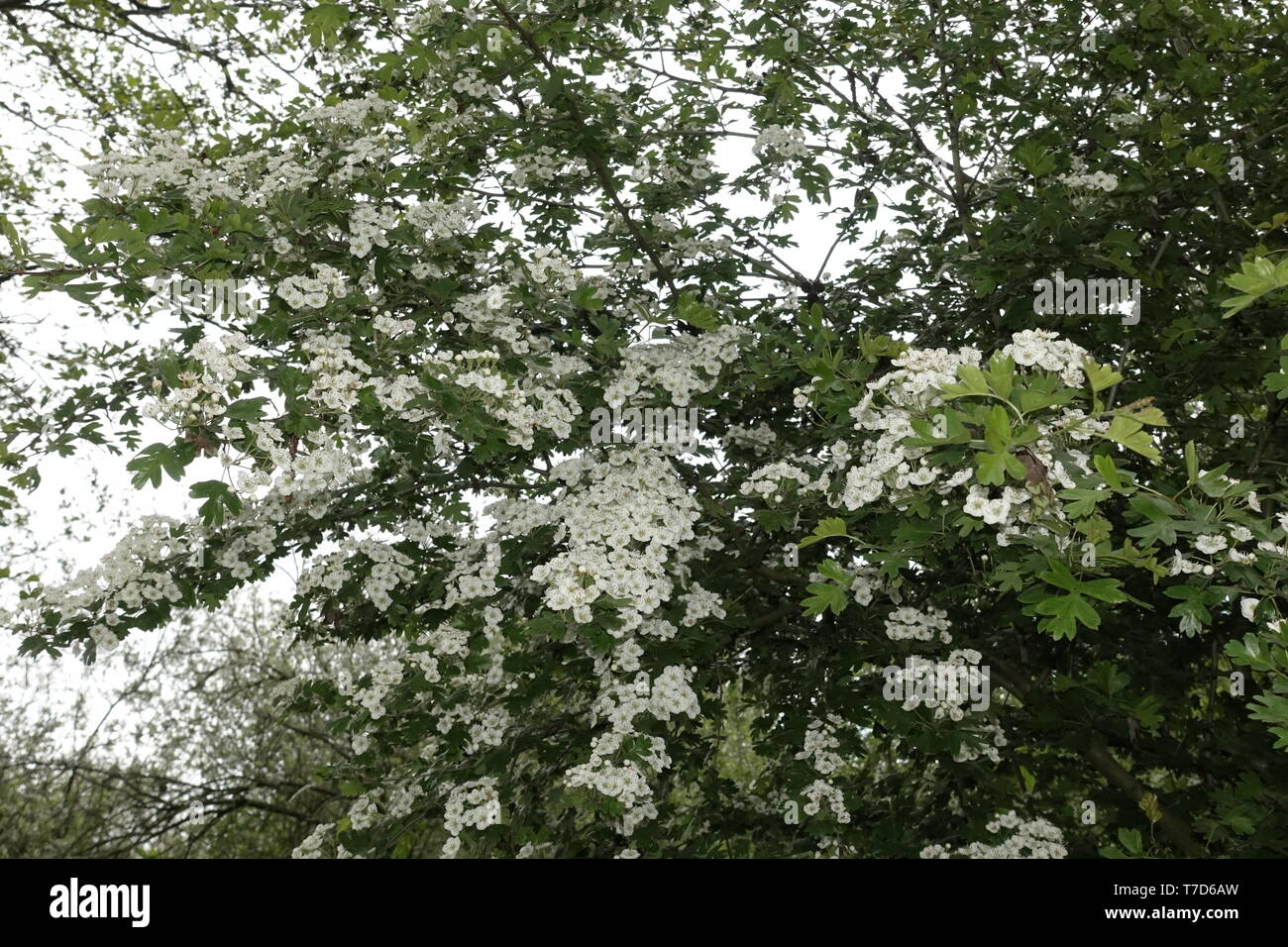 Blossom trees in wind hi-res stock photography and images - Alamy