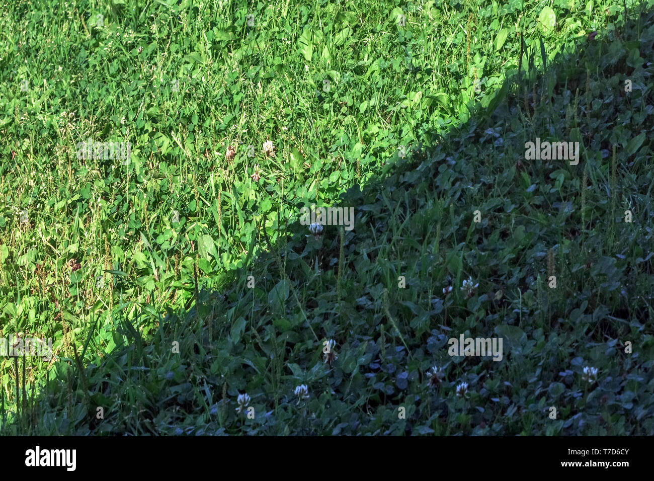 Green grass with shadow hi-res stock photography and images - Alamy