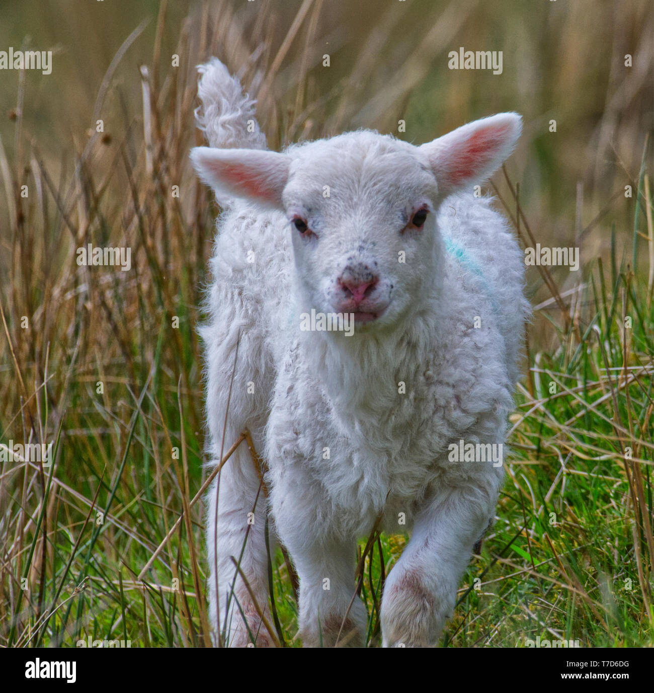 Gamboling lambs hi-res stock photography and images - Alamy