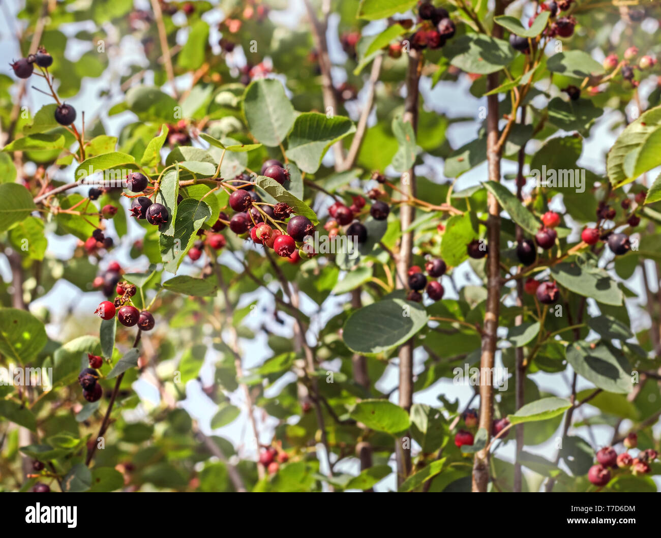 Shadberry hi-res stock photography and images - Alamy