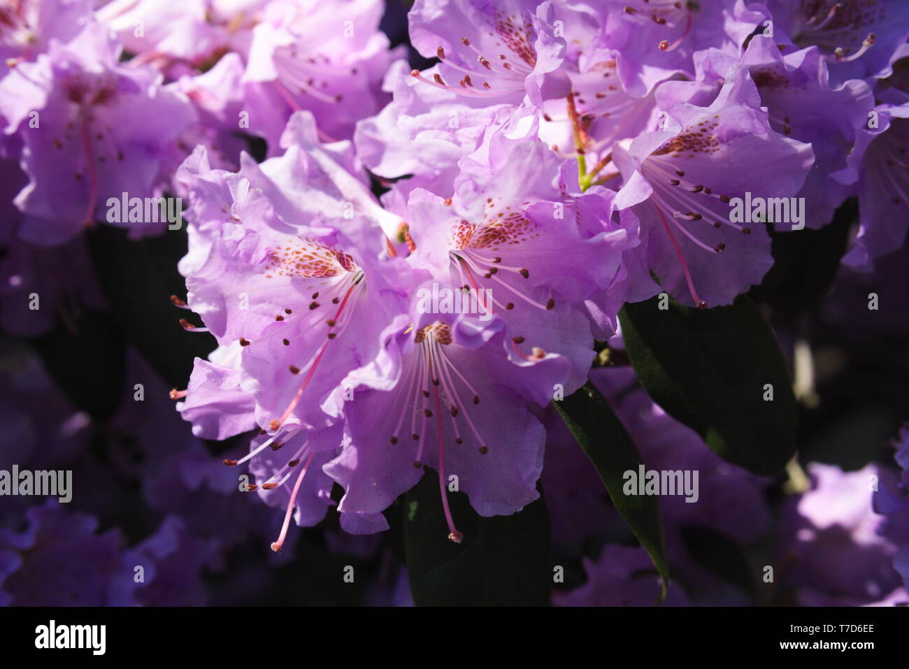 Alpine rose hi-res stock photography and images - Alamy