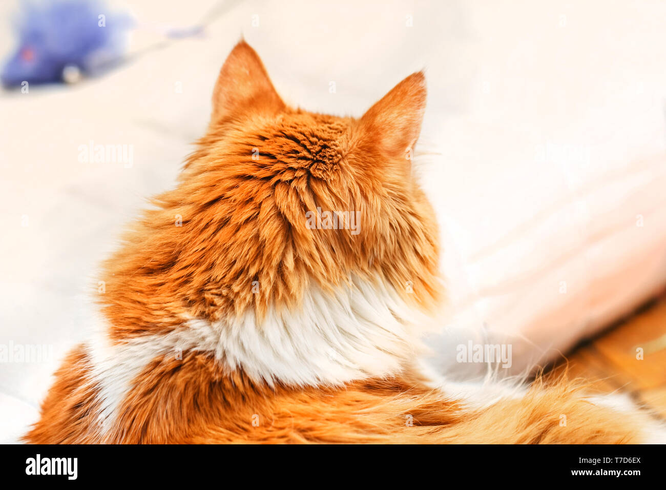 Back of red head hi-res stock photography and images - Alamy