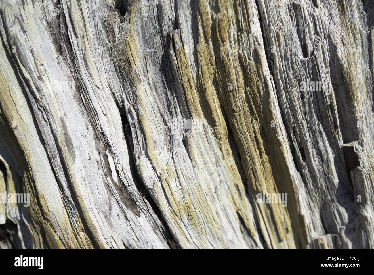 Fossil tree hi-res stock photography and images - Alamy