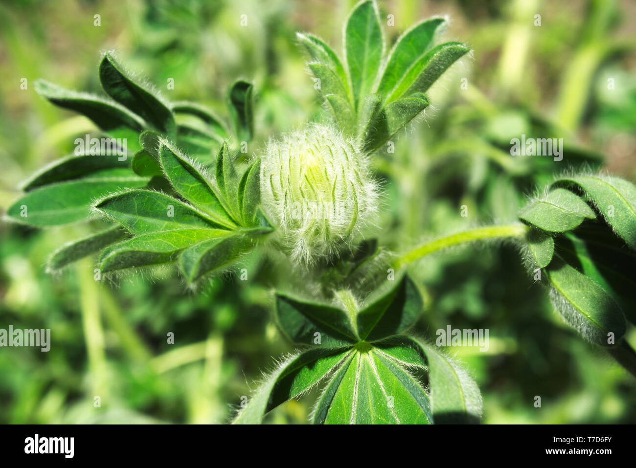 Hairy green leaves hi-res stock photography and images - Alamy
