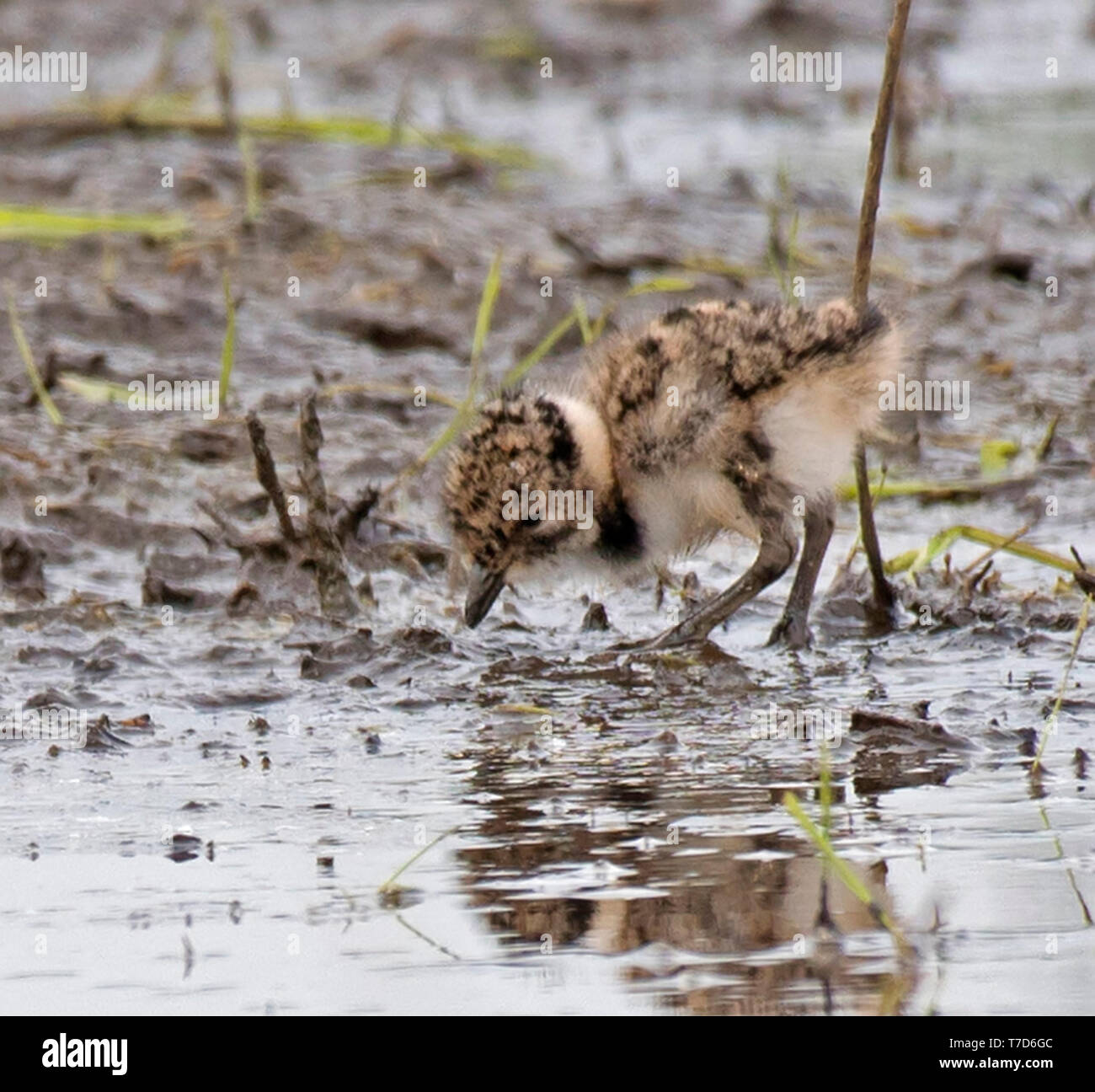 Baby Lapwing High Resolution Stock Photography and Images - Alamy