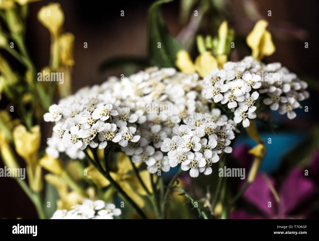 Flower of the yarrow hi-res stock photography and images - Alamy