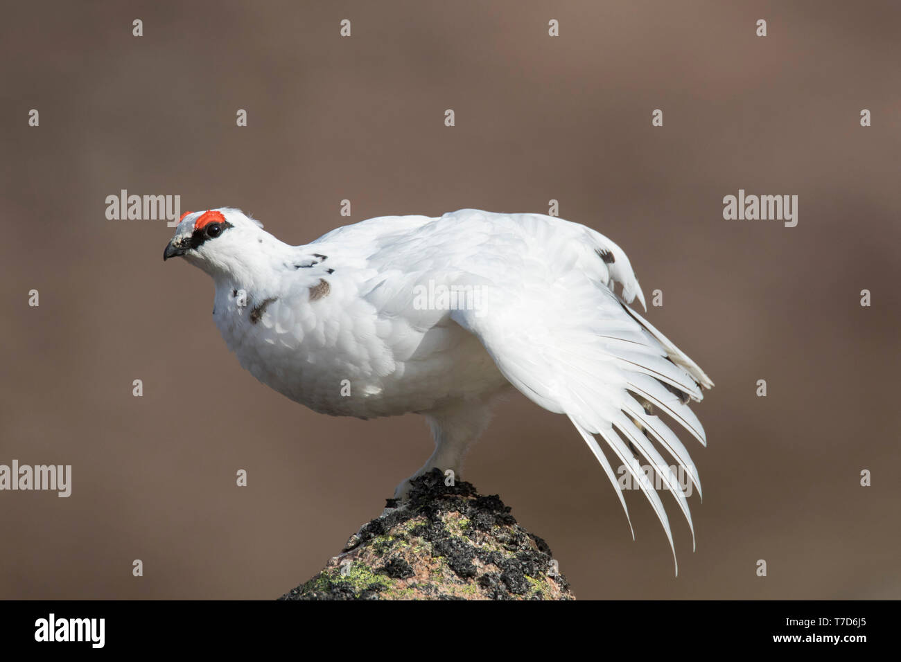 Rock ptarmigan (Lagopus muta / Lagopus mutus), male in winter plumage ...