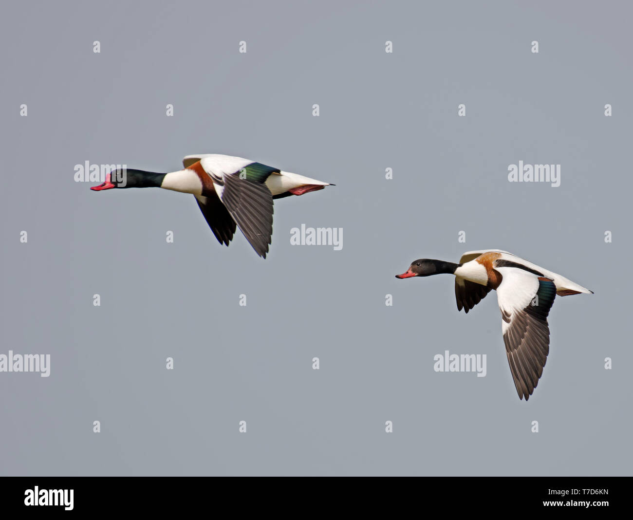 Shell ducks hi-res stock photography and images - Alamy