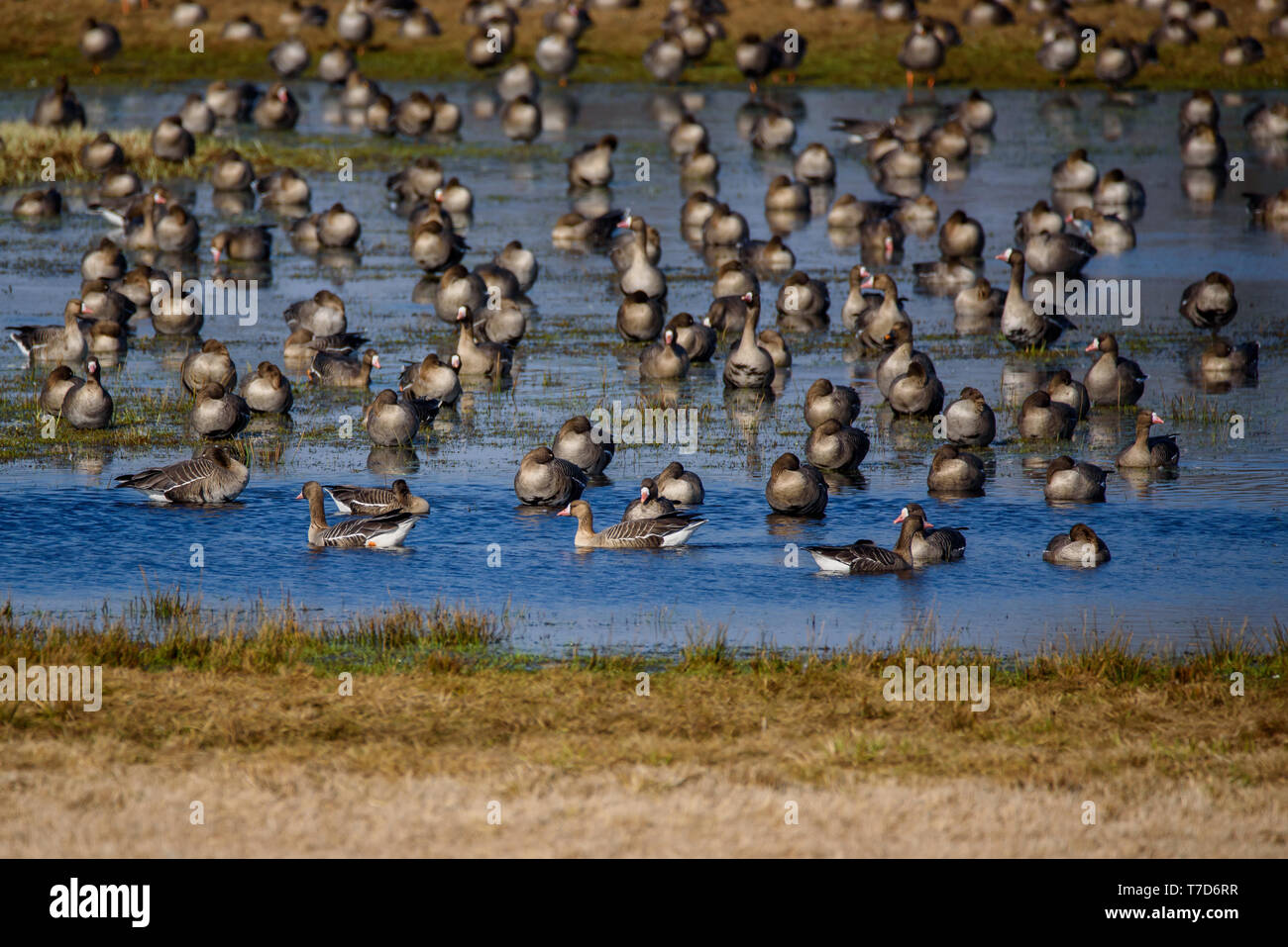 Huge crowd of migratory goose birds on flood land at field in ...