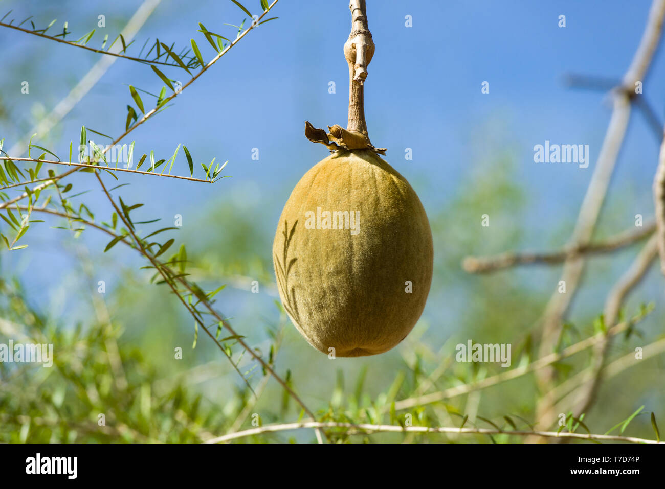 Baobab fruit hi-res stock photography and images - Alamy