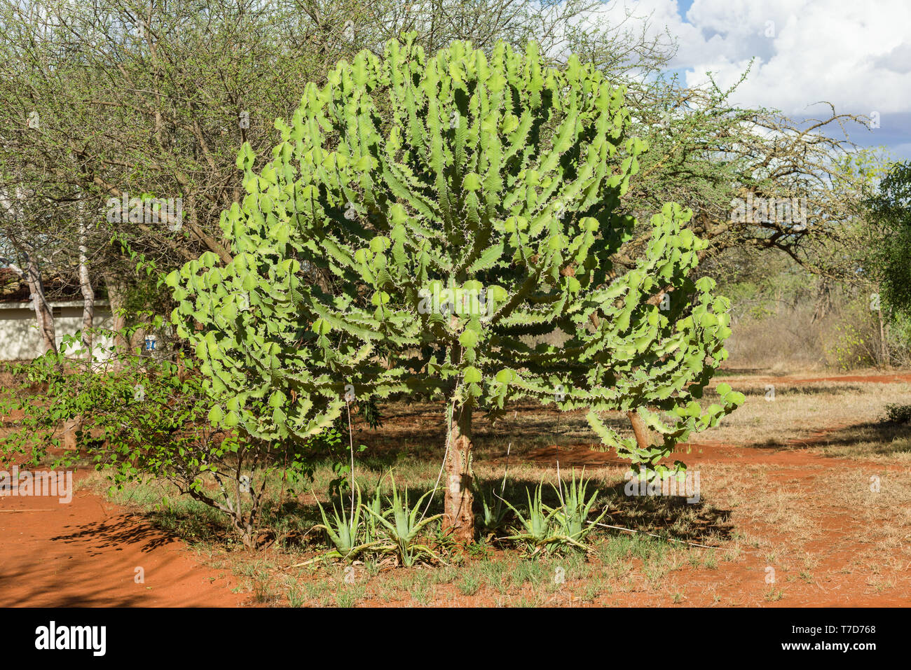 A Candelabra tree ( Euphorbia candelabrum ) with branches on a sunny ...