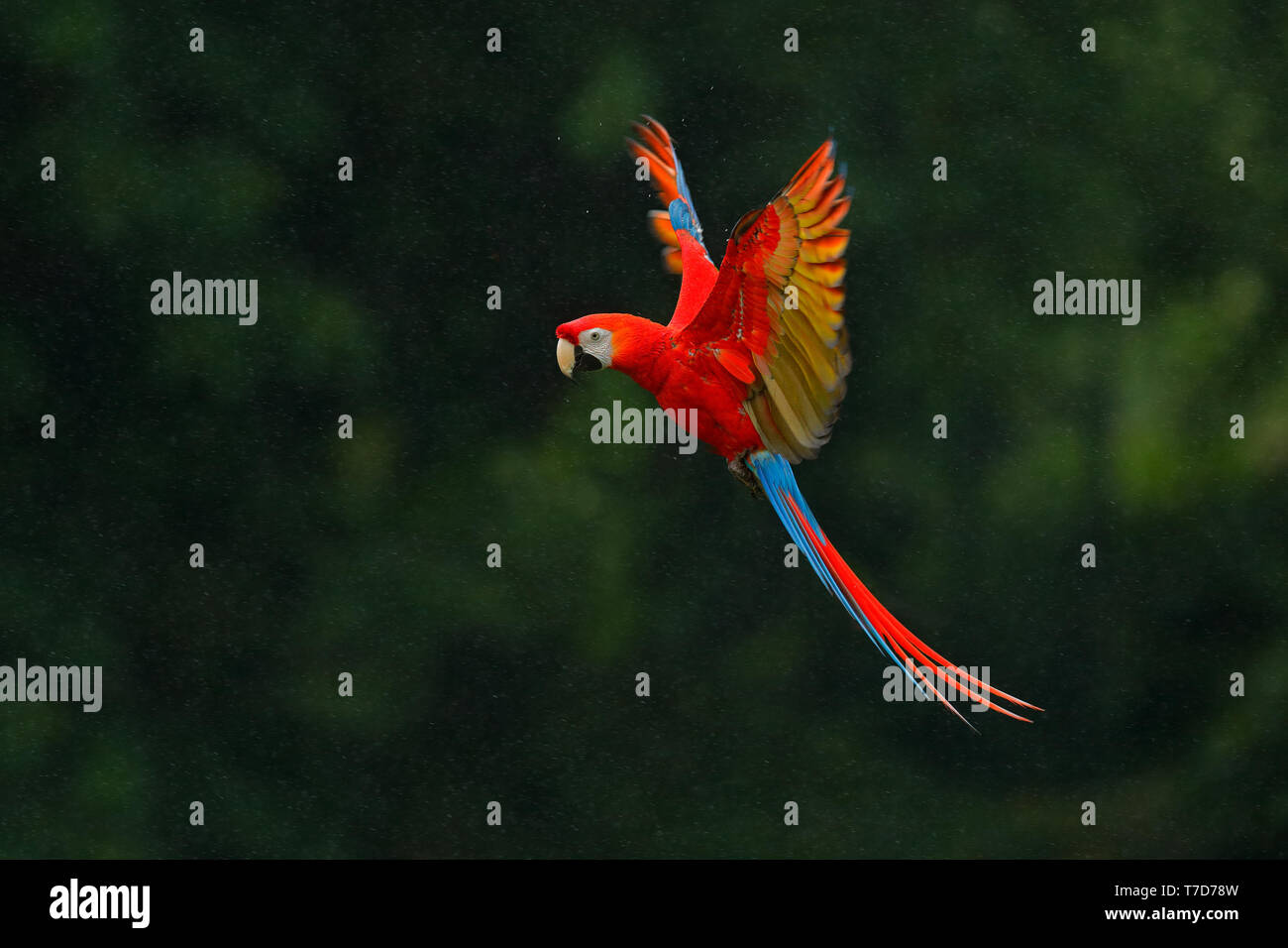 Amazon jungle parrot fly hi-res stock photography and images - Alamy