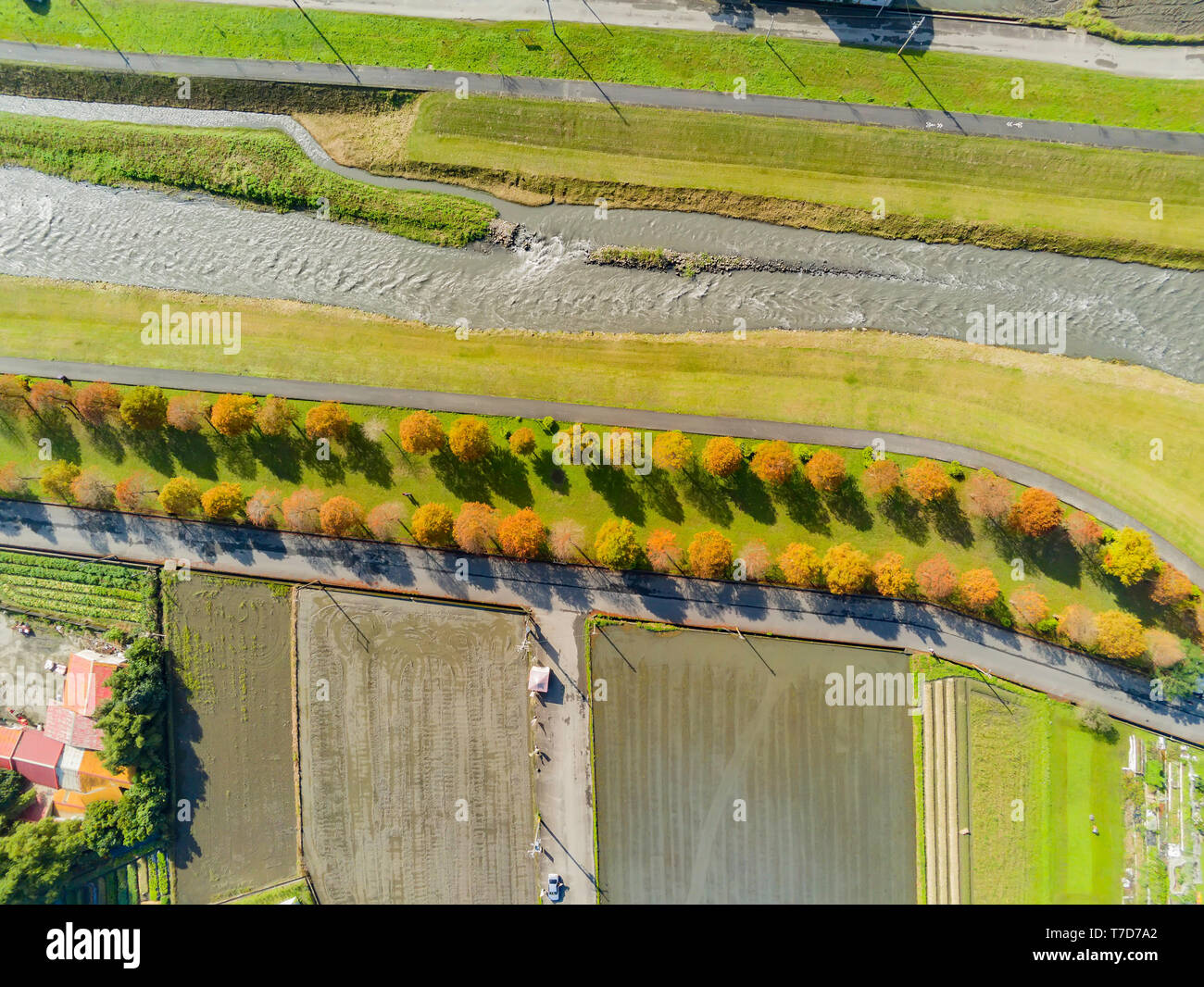 Aerial view of the Taxodium distichum in fall color with red, orange ...
