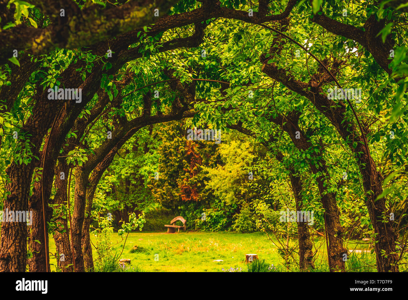 Archway of trees hi-res stock photography and images - Alamy