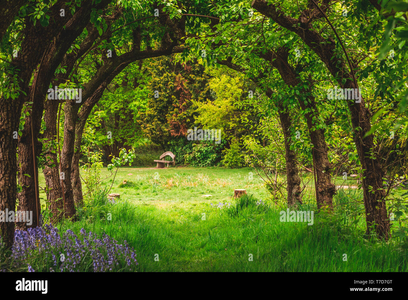 Naturally created archway by trees Stock Photo - Alamy