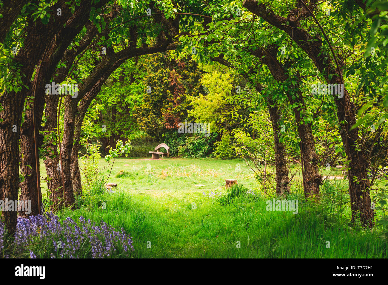 Naturally created archway by trees Stock Photo - Alamy