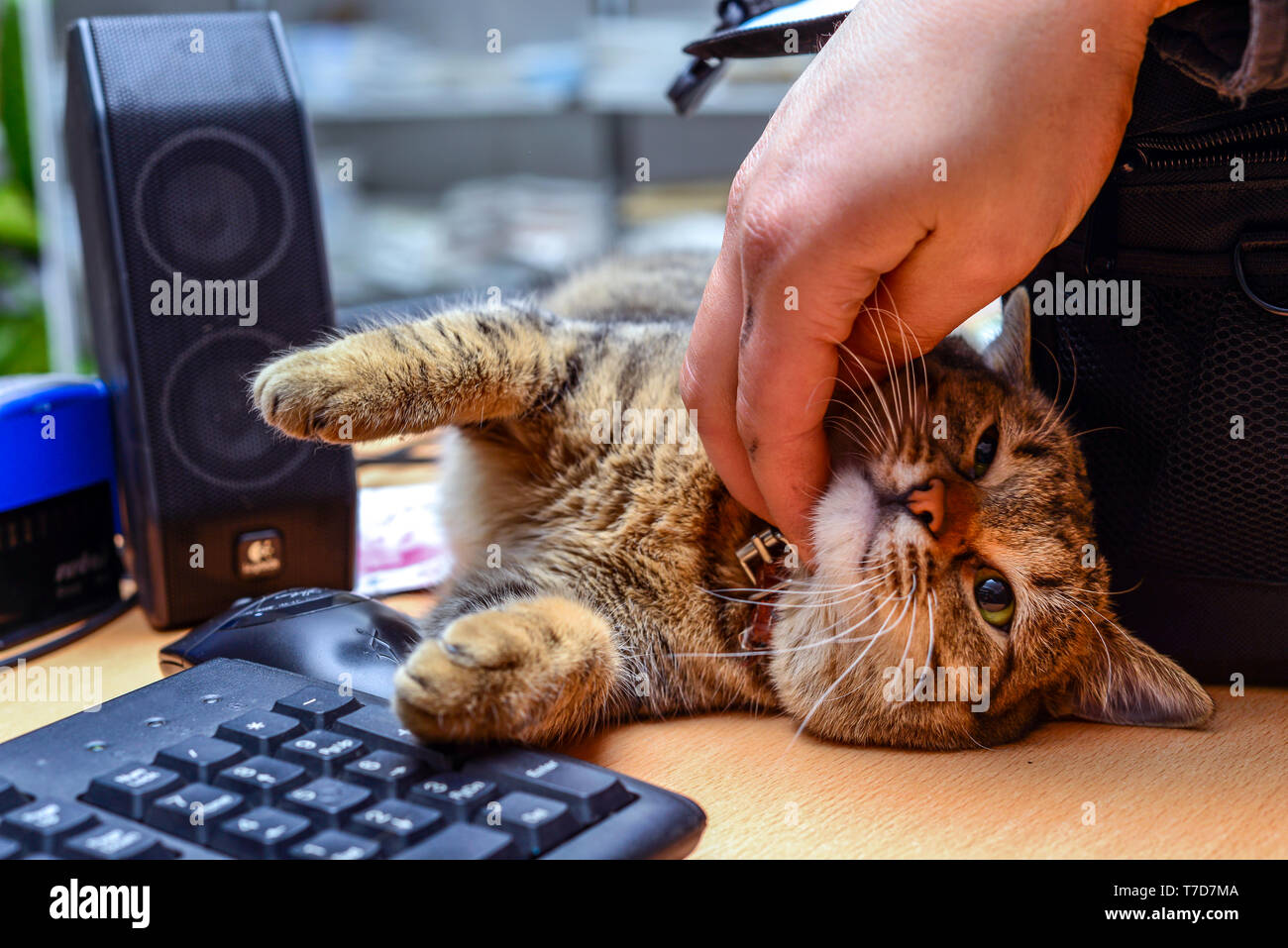 Whiskered cats hi-res stock photography and images - Alamy
