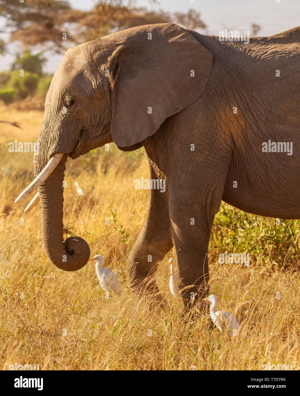 Elephant side profile hi-res stock photography and images - Alamy
