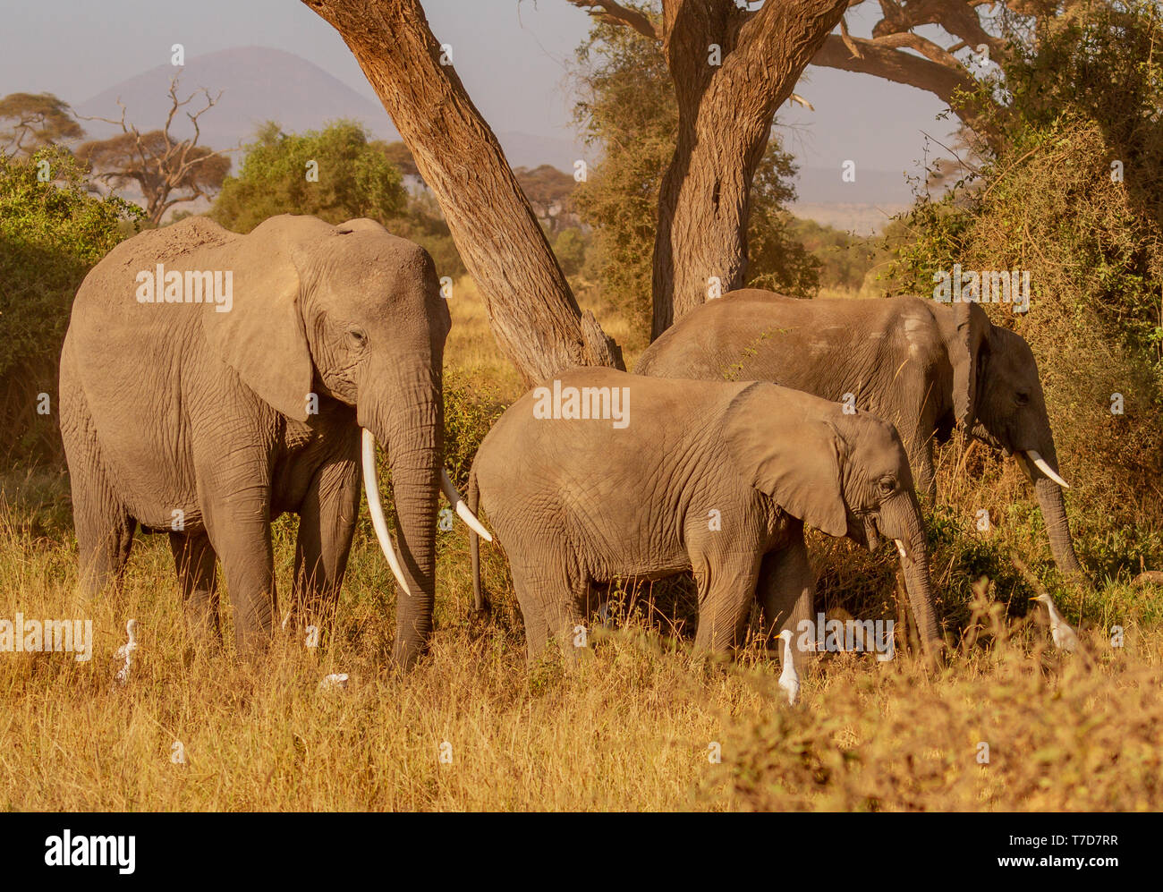 Group of three African elephants "Loxodonta Africana", one with long ...