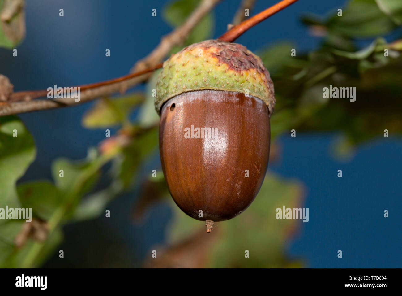 Acorn images hi-res stock photography and images - Alamy